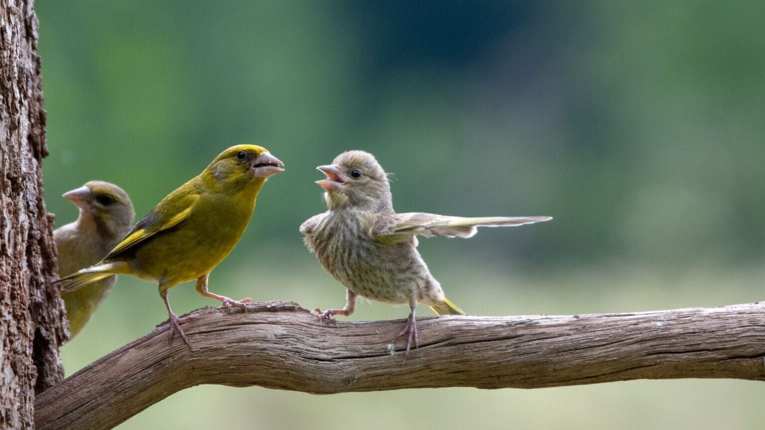 Мини-курс по комбинаторной геометрии: часть 2.
