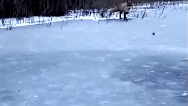 Лиса на Карбышева недалеко от Омска