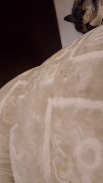 Наша кошечка обожает это кресло