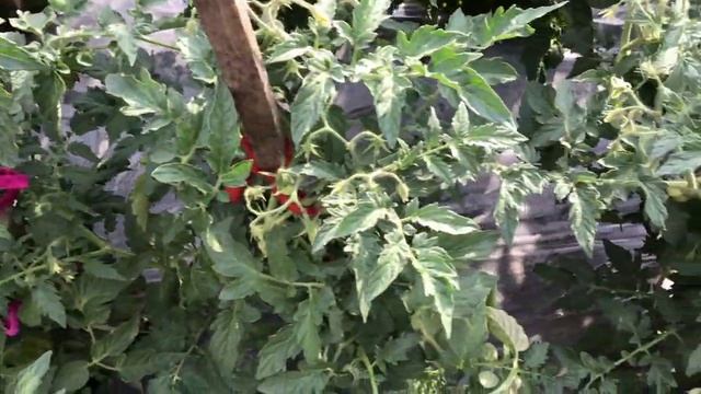 На этого Гнома стоит обратить внимание! Томатный Гном Дерзкая Мери. №852. Обзор сорта.