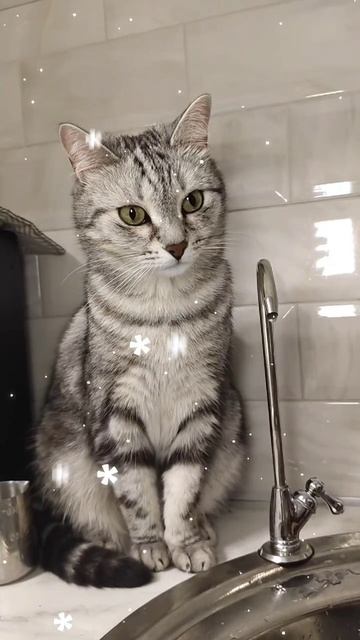 Новогодний шортс