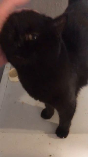 Адель зайка