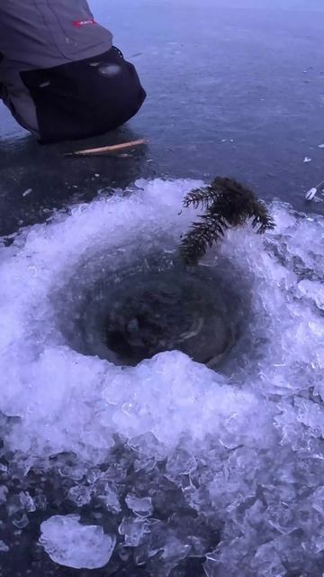 ВЕЧЕРНИЙ КЛЁВ...