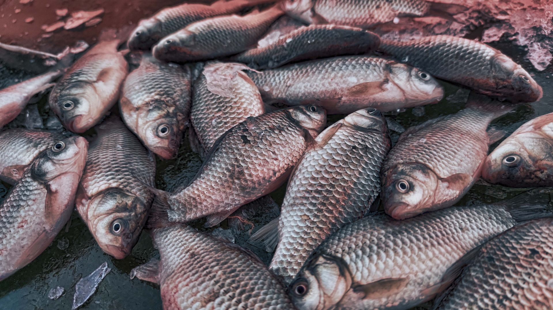 ЛОВЛЯ КАРАСЯ ЗИМОЙ