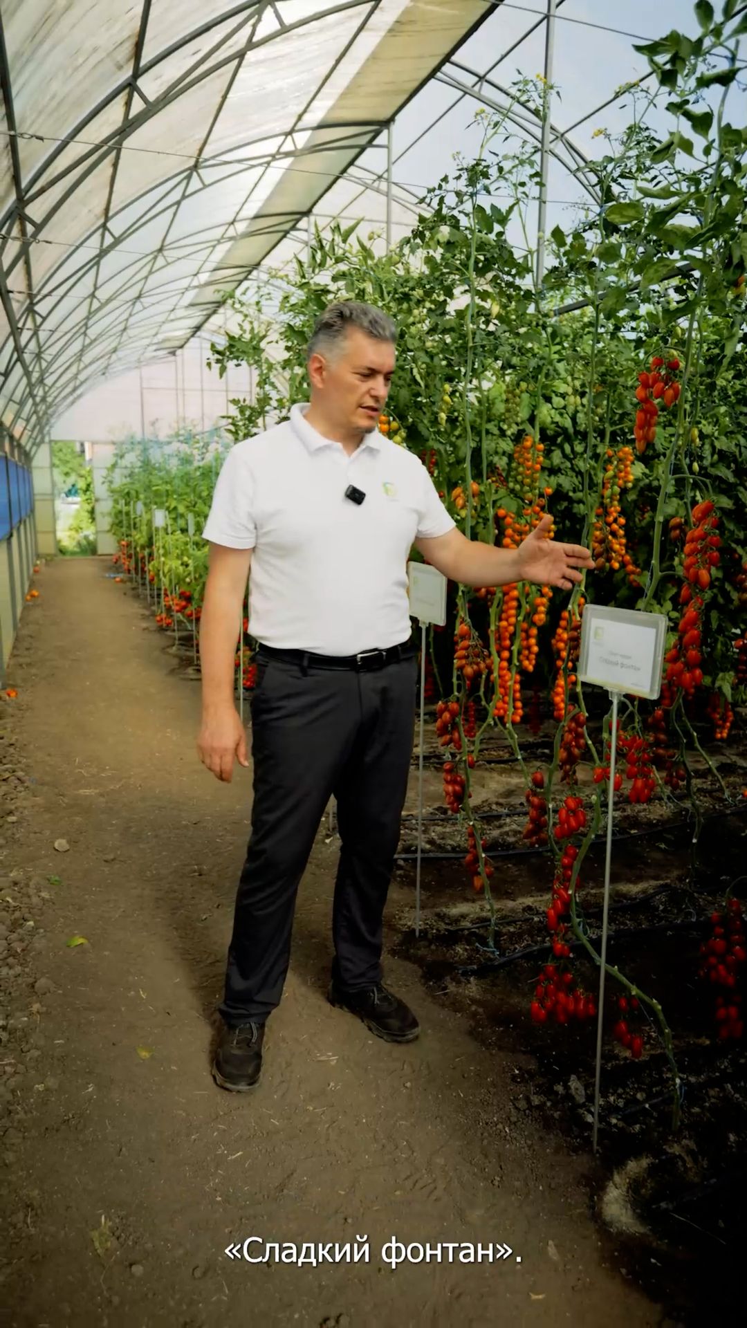 ЗНАМЕНИТЫЕ черри от наших селекционеров!