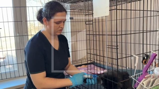 🐈 "Кошкин дом" спасает животных из прифронтовой зоны