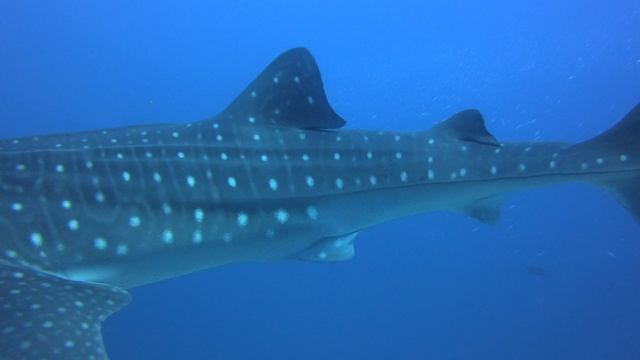 Мальдивы китовая