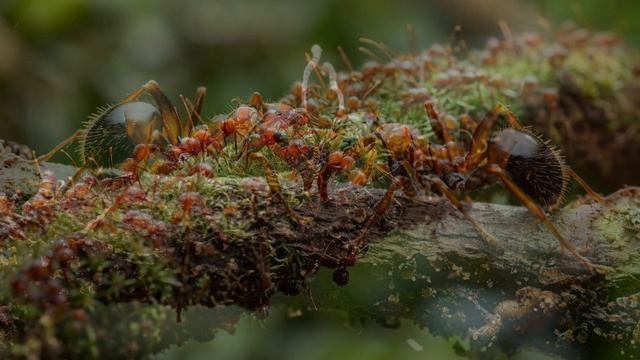 Муравьиные мосты: преодоление препятствий