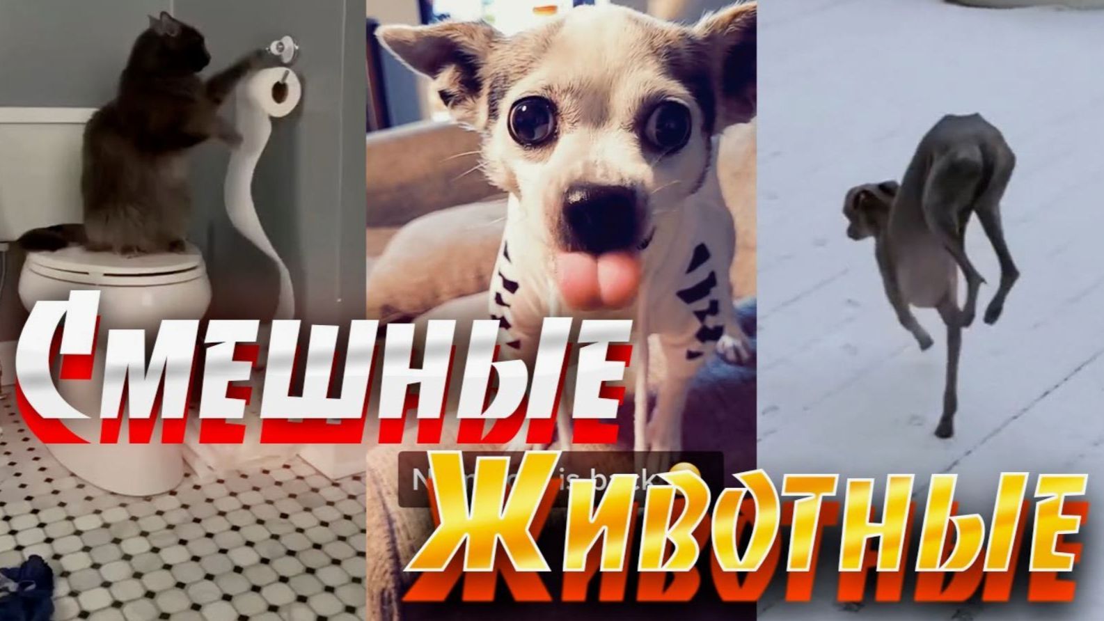 ВИДЕО ПРИКОЛЫ С ЖИВОТНЫМИ Я РЖАЛ ДО СЛЕЗ