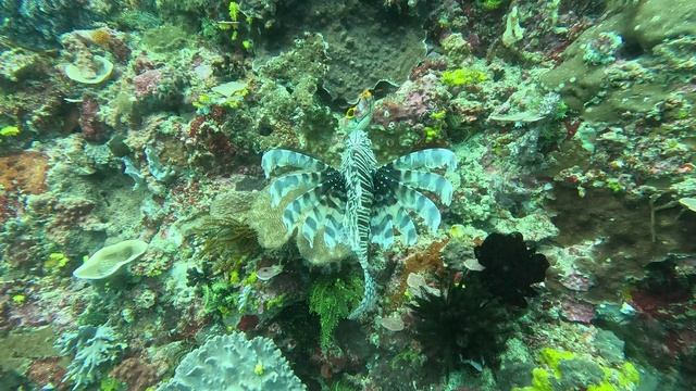 Комодо Крылатка