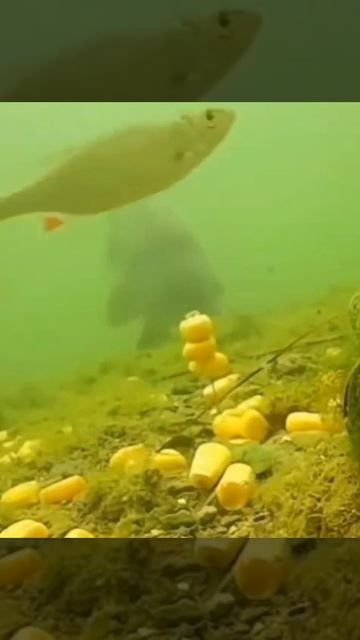 Поклёвки 🎣 Карп 🐟 на кукурузу 🌽