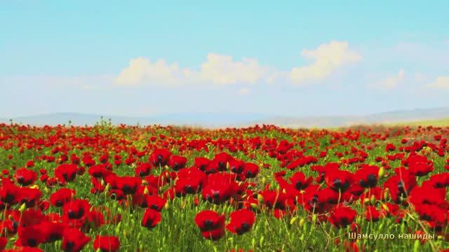 #Коран#алИмран#СамыеКрасивыеМеста#Relaxation##Islam#Quran#alimran'#Minshawiy #4кВидео#3часть#