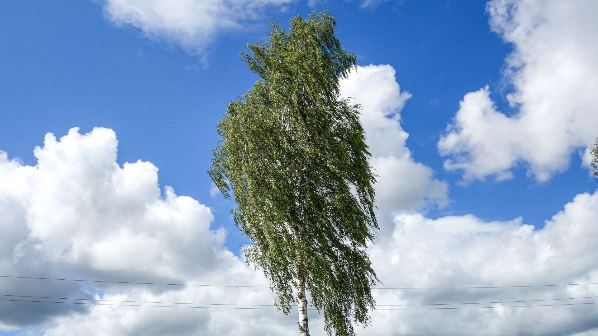 Русская народная песня «Берёзка». Хор "Свежий ветер" г. Калининград. 27 декабря 2025 г.