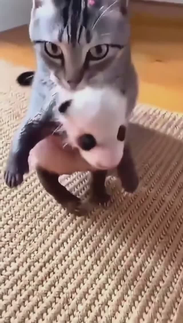 ❤️🐱 История любви