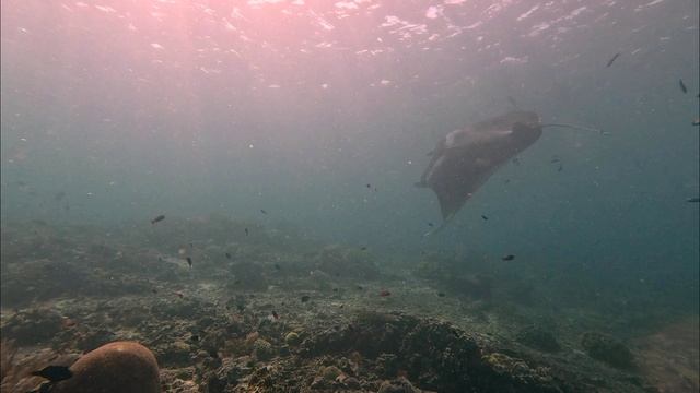 Комодо Манты