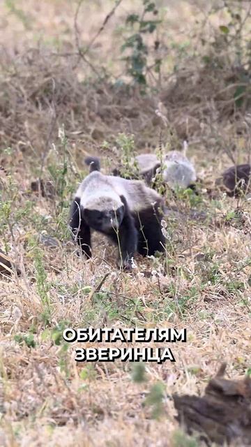 😳 Самый дерзкий медоед в мире