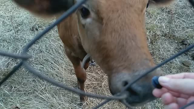 Соседская милота 🐄