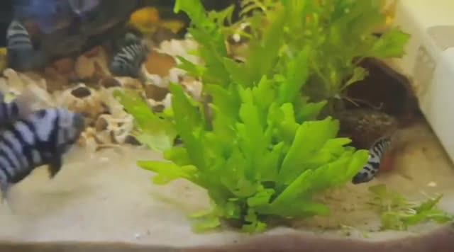 В природе все сложно - выживает сильнейший 29.12.25 #мальки_цихлазомы