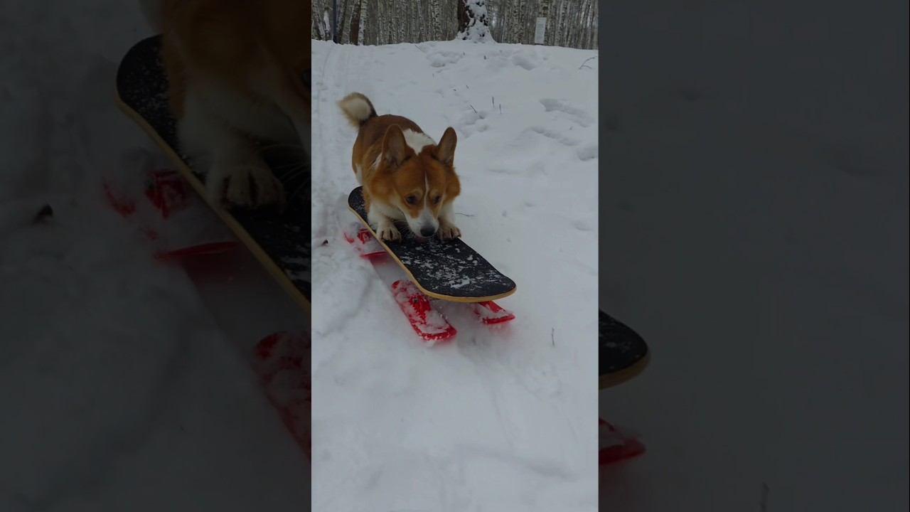 Корги на зимнем скейте