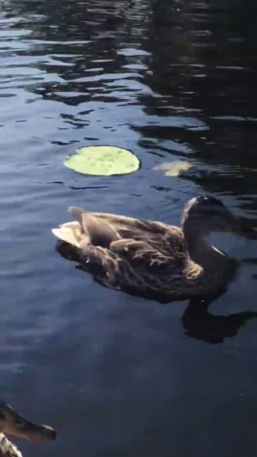 Ленобласть. Хвойное. 25.07.2024.. Часть 106. Утята_ Чистец болотный и утята, куда без них поплывешь