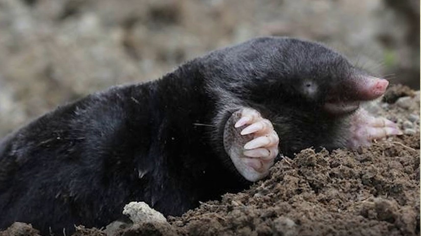 Кроты на дачном участке