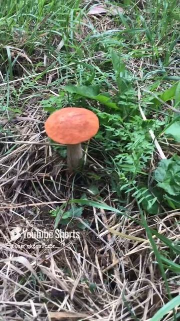 Ленобласть. Хвойное. 03.09.2024. Грибы-подосиновик трехдневный