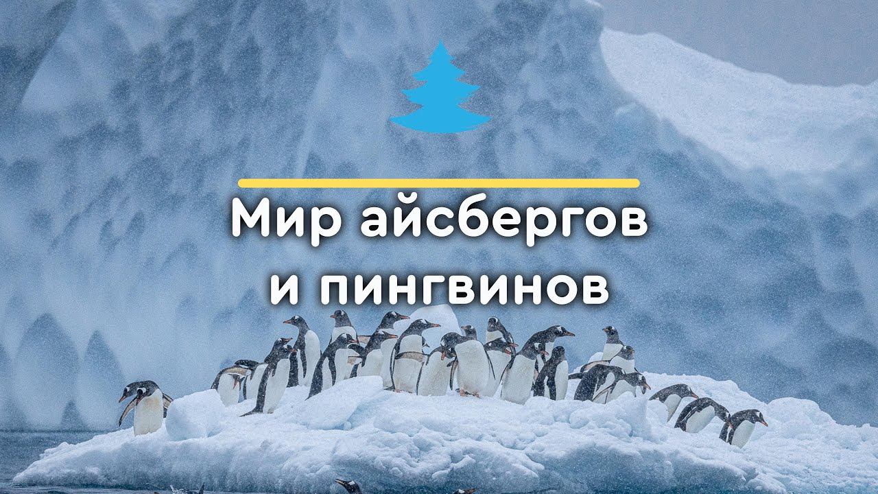 Антарктида – мир айсбергов и пингвинов