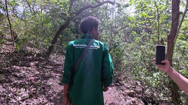 Комодо Вараны