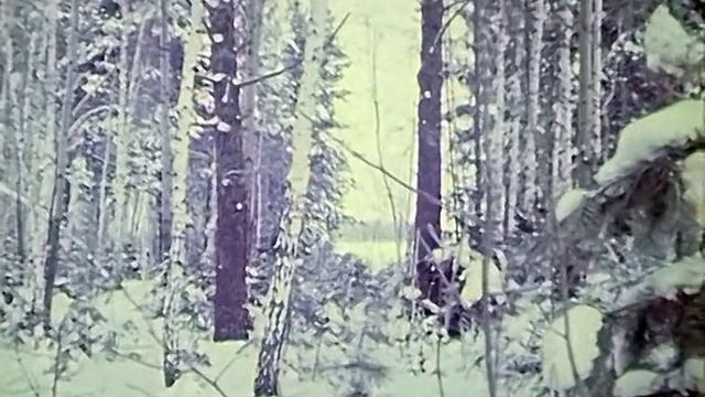 1987 год. Тюменская область. Зимний лес