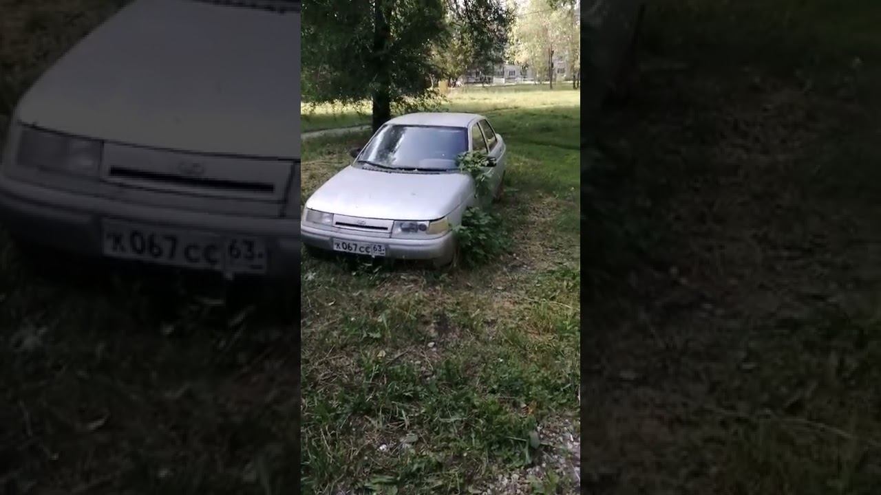 Дерево сквозь авто #shorts