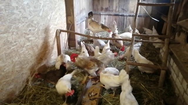 Кормлю кур карасями