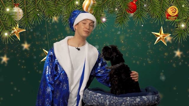 Домашние хлопоты. Живой журнал. Анонс. Канал В Мире Животных