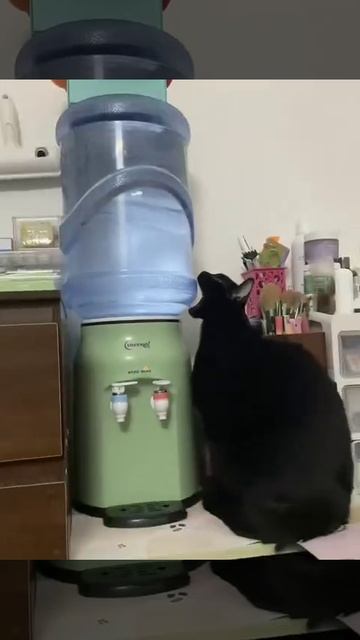 Кото сушняк..🤑