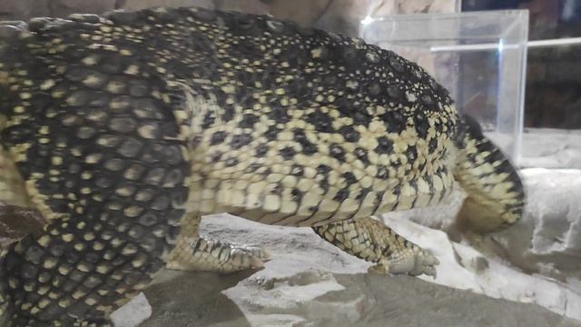 Беседа с крокодильчиком