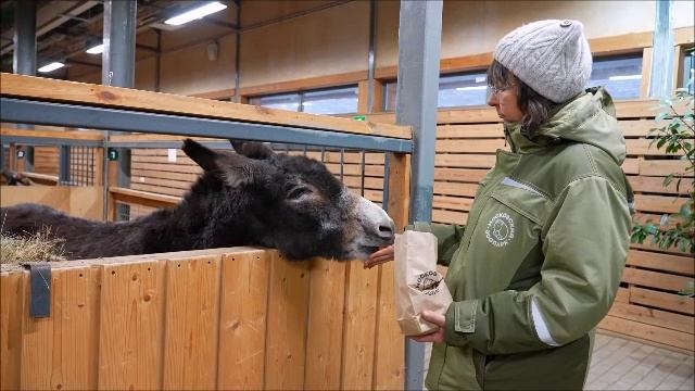 Ослик Жорик