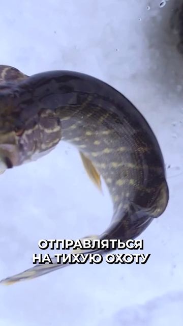 🐟🤔 В какую погоду зимой лучше клюет рыба