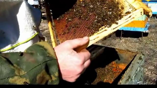 Семья трутовка весной