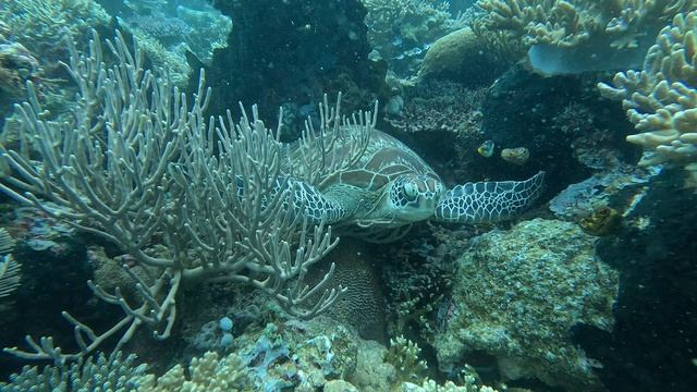 Комодо Черепаха