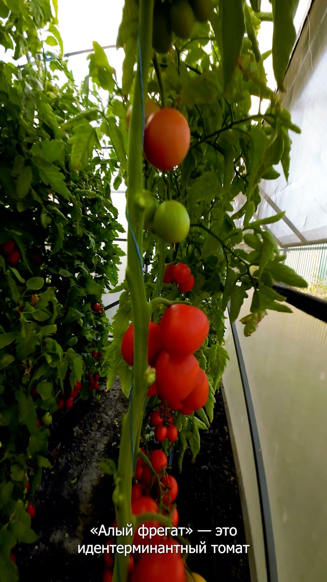 Один из ЛУЧШИХ томатов для выращивания в теплице!