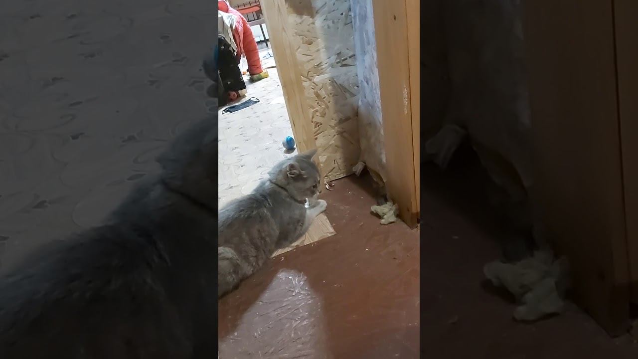 "Хищник" развлекает