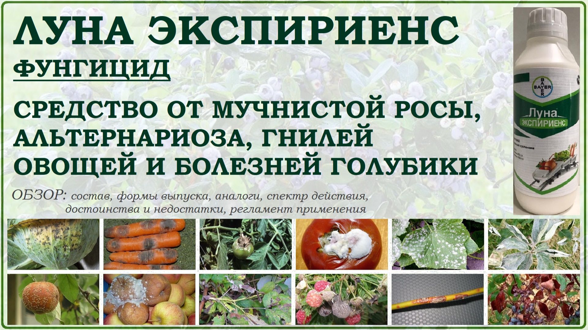 Луна Экспириенс - средство от болезней голубики, мучнистой росы, альтернариоза, гнилей овощей. Обзор