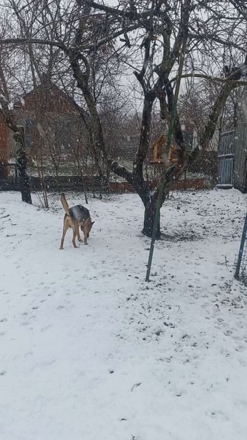 Не успели отдохнуть и... дратути — снег № 5