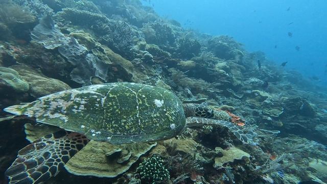 Комодо Черепаха