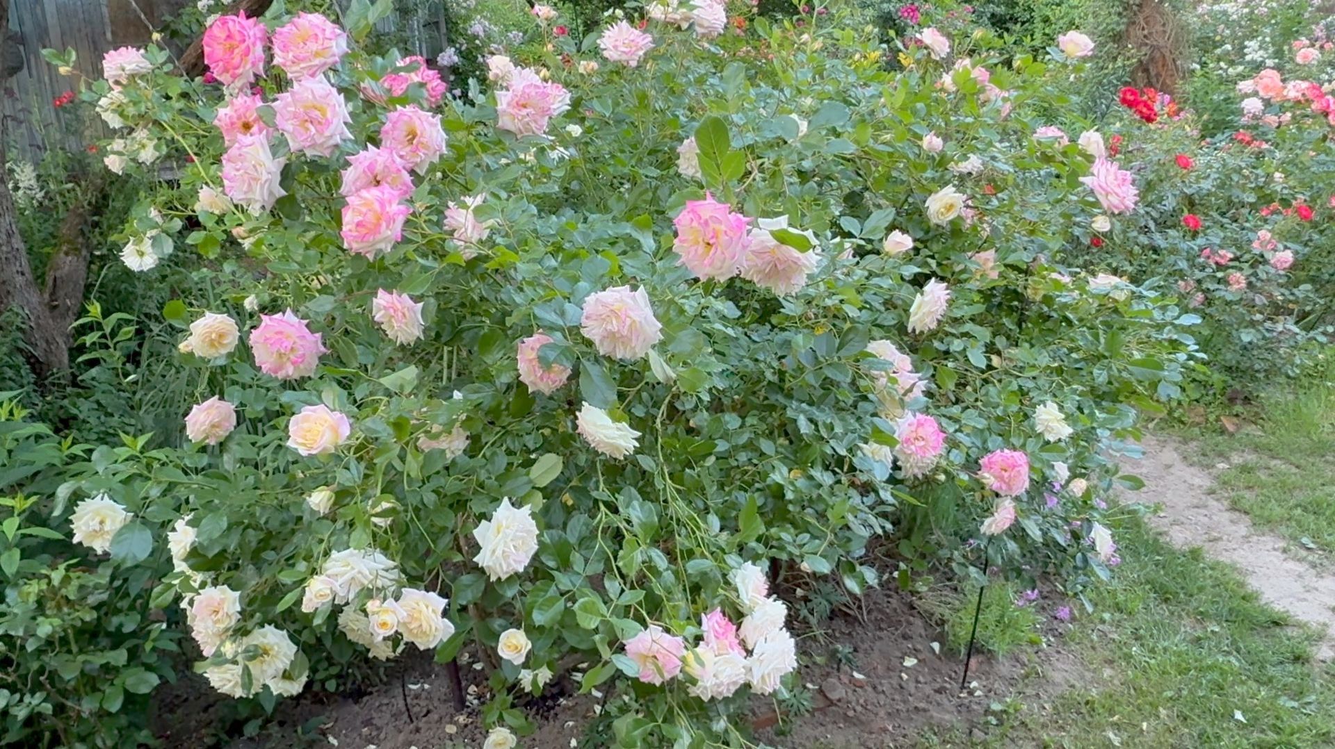 Июль в Саду 19 июля 2025 часть 2