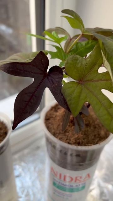 Это батат , два разных сорта. Только укоренила, на днях  в торф пересадила