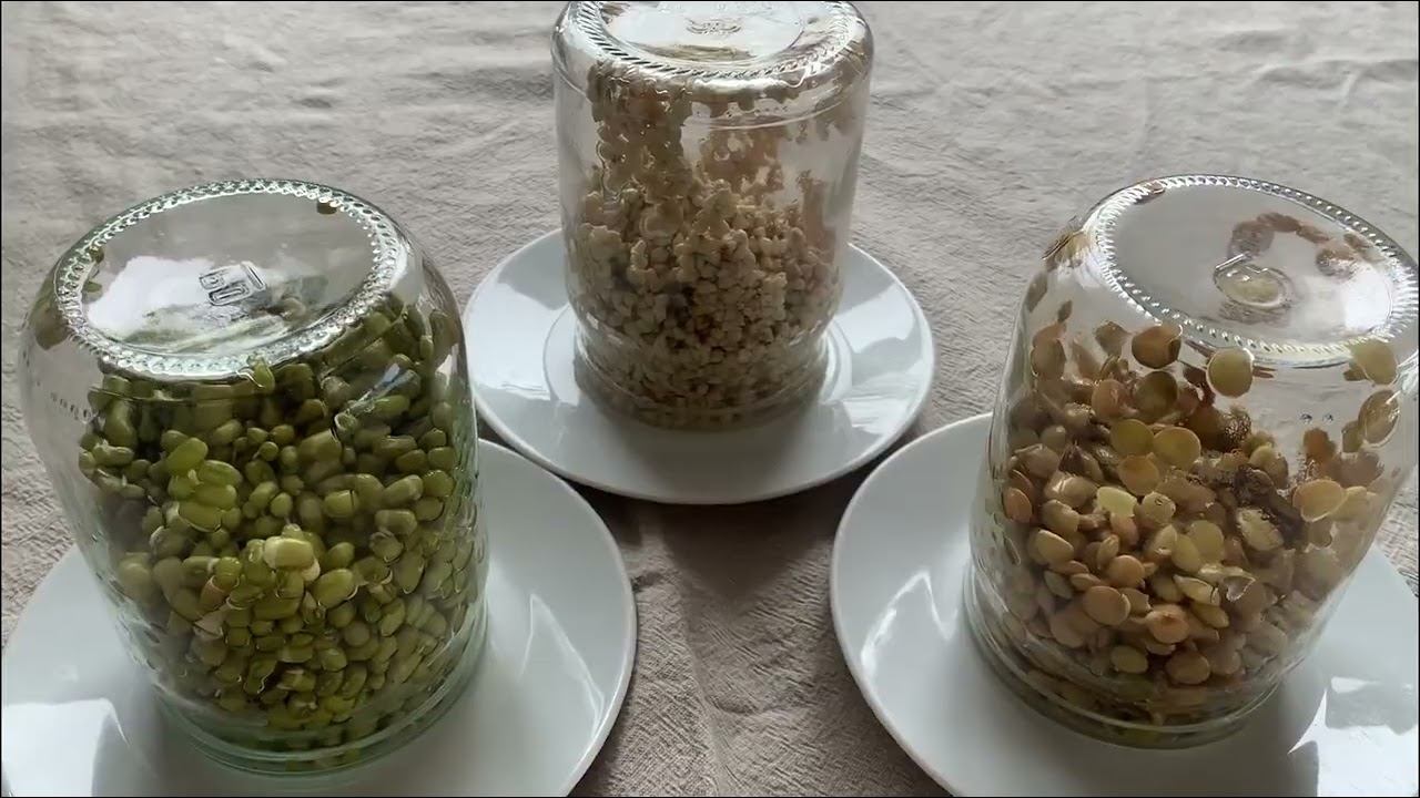 Магия Микрозелени. Урок 3. Проращивание семян.