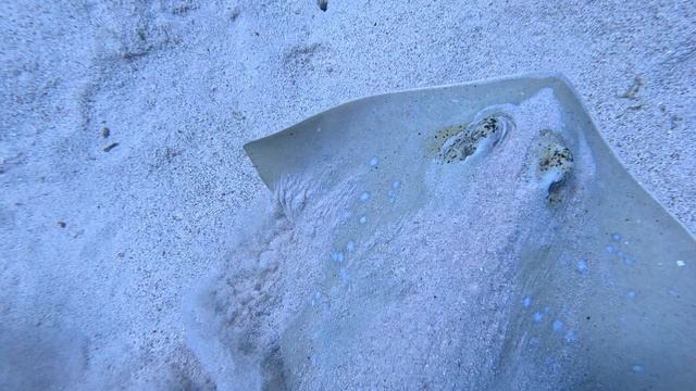 Комодо Скат