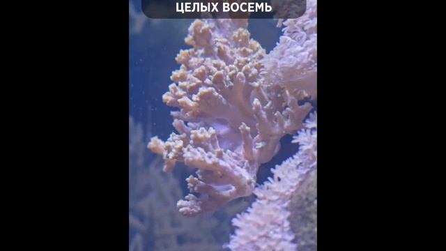 Коралловый полип!