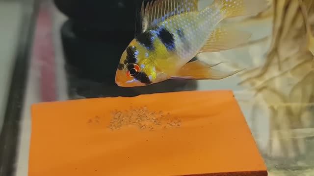 Забрал икру Апистограмы