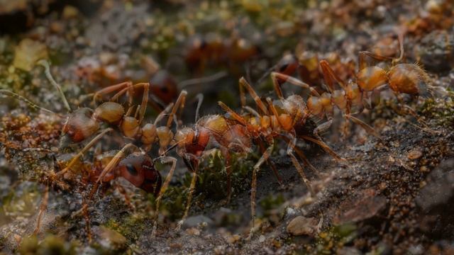 Муравьиные туннели: доступ к пище